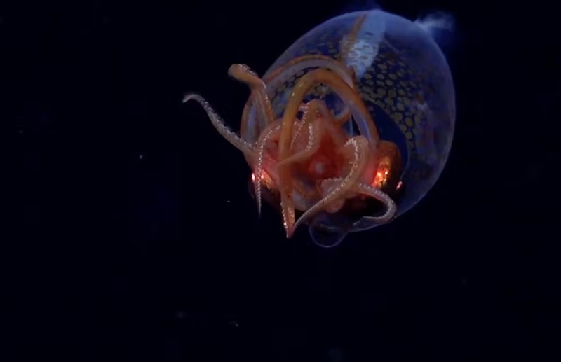 🐙 Des images inédites d’un calamar colossal vivant dévoilées : une ...
